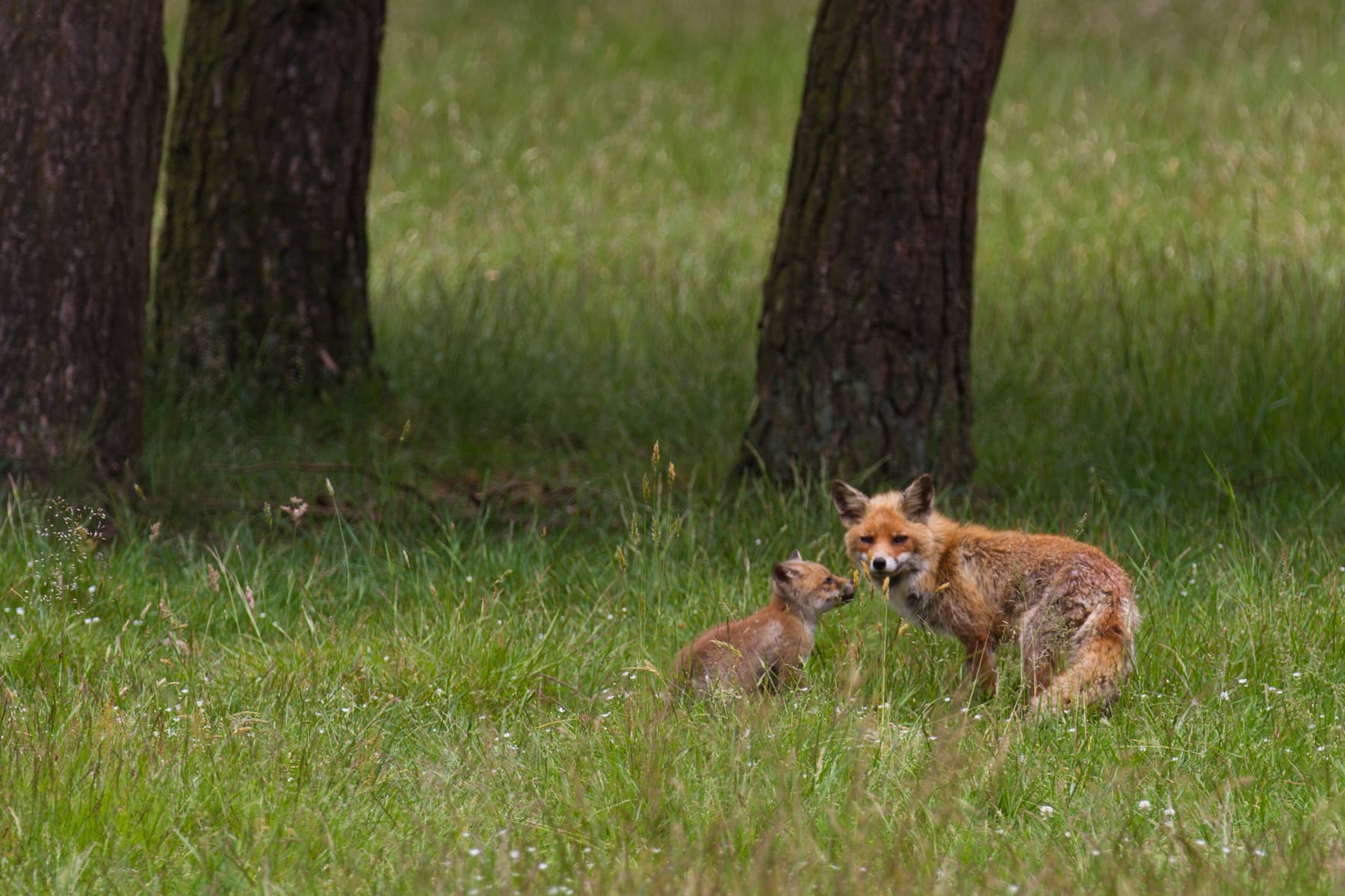 Met open oog die lieve Reynarde de vos aankijken - Hier in Salland
